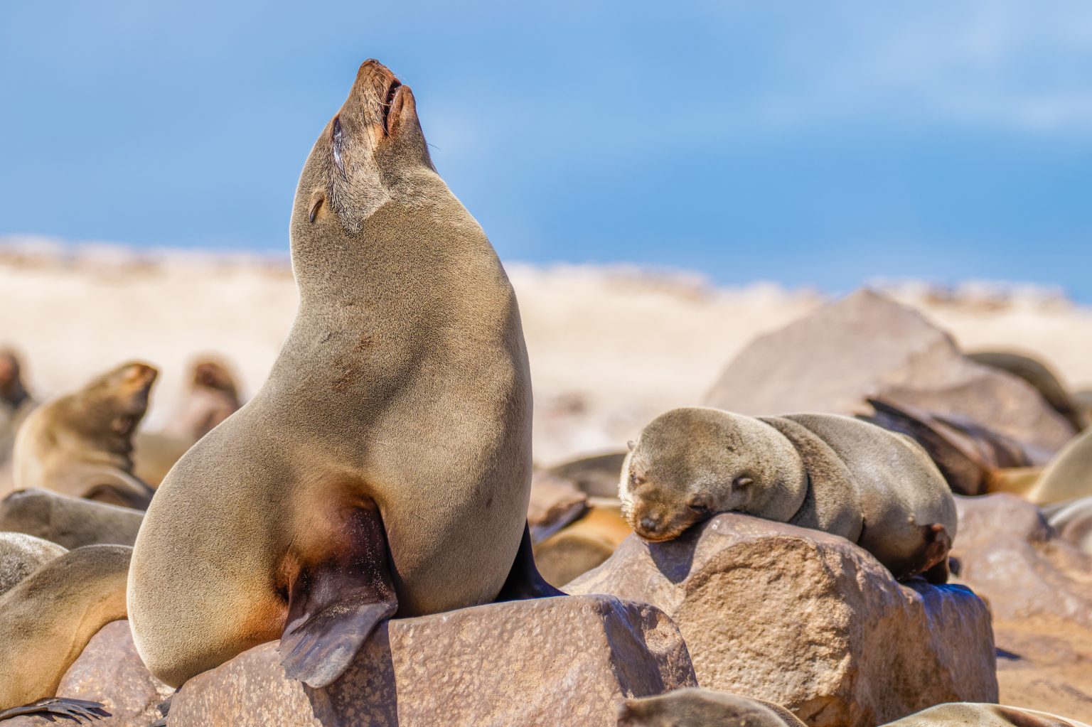 Rabies and Seals in South Africa: What You Need to Know - NICD