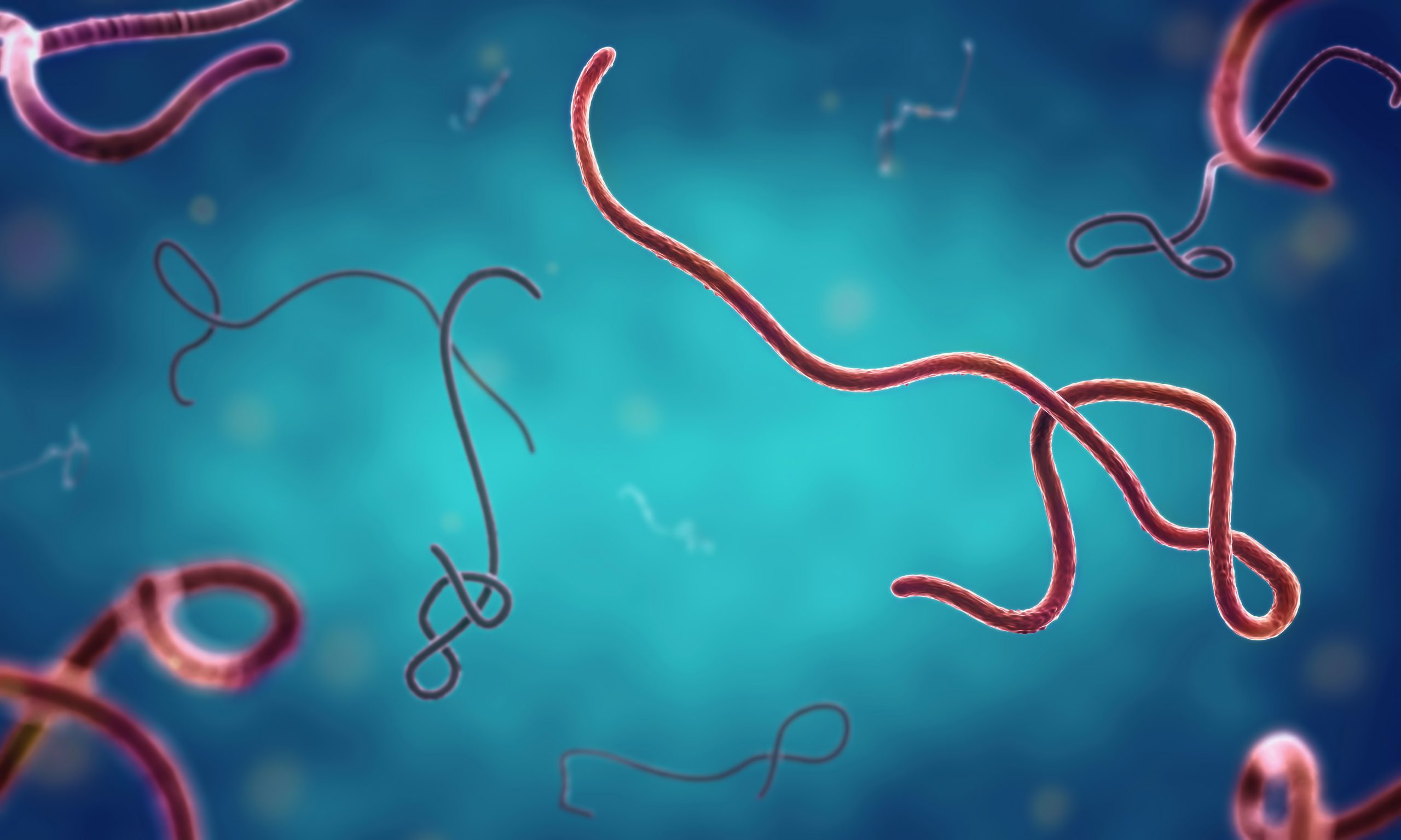 Bundibugyo virus disease updates - NICD